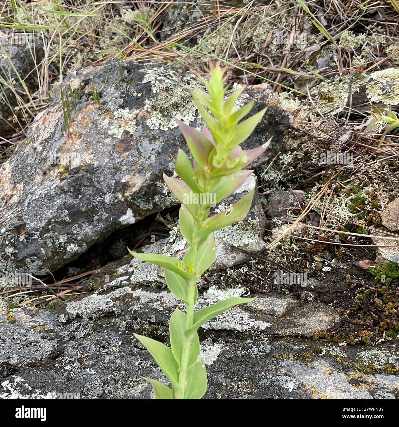 Balkan toadflax (Linaria dalmatica Stock Photo - Alamy