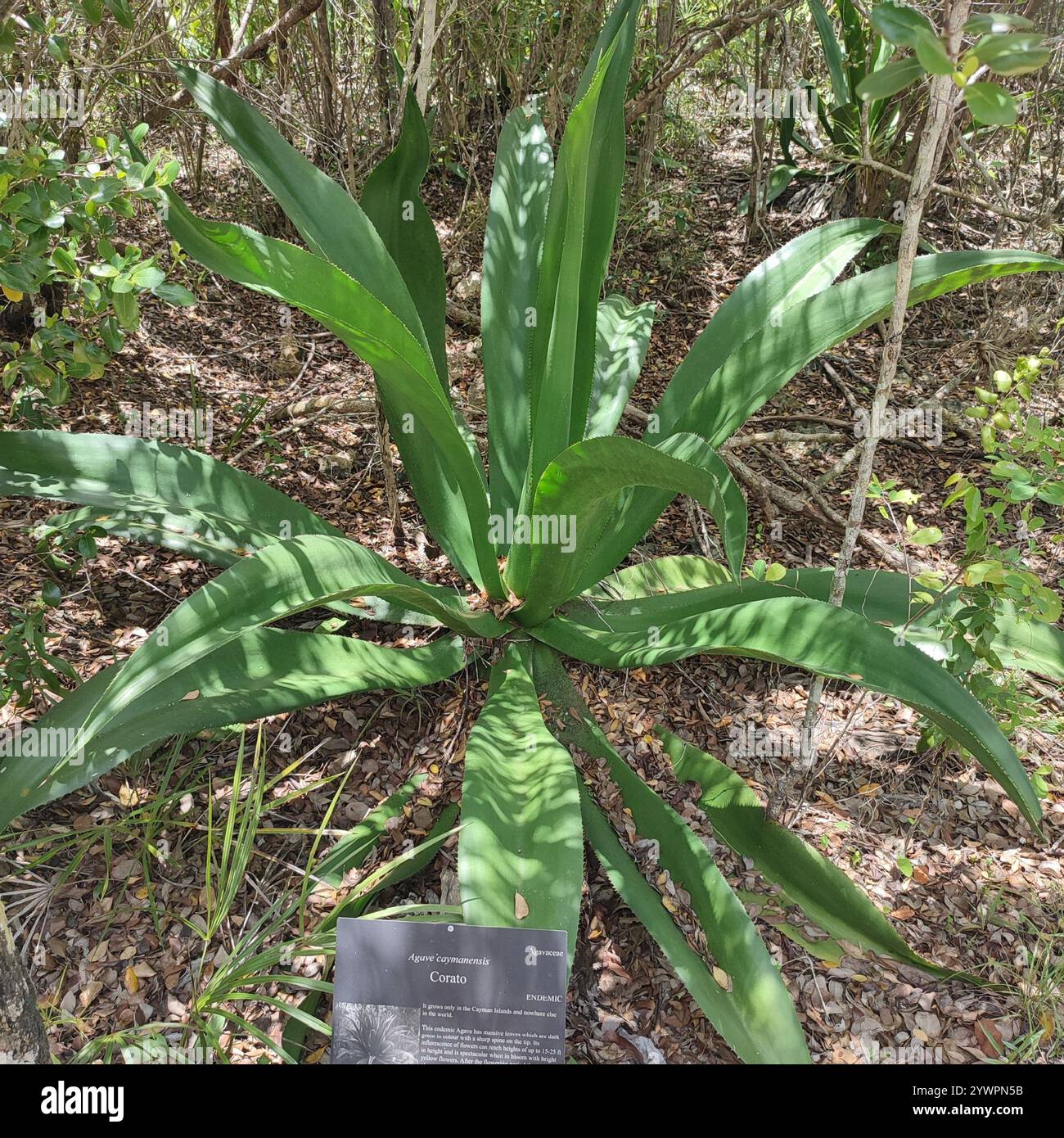 Cayman Agave (Agave caymanensis Stock Photo - Alamy
