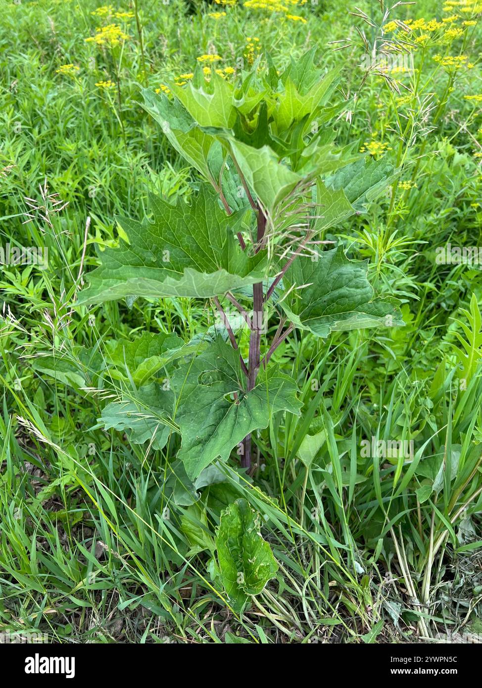 pale Indian plantain (Arnoglossum atriplicifolium Stock Photo - Alamy