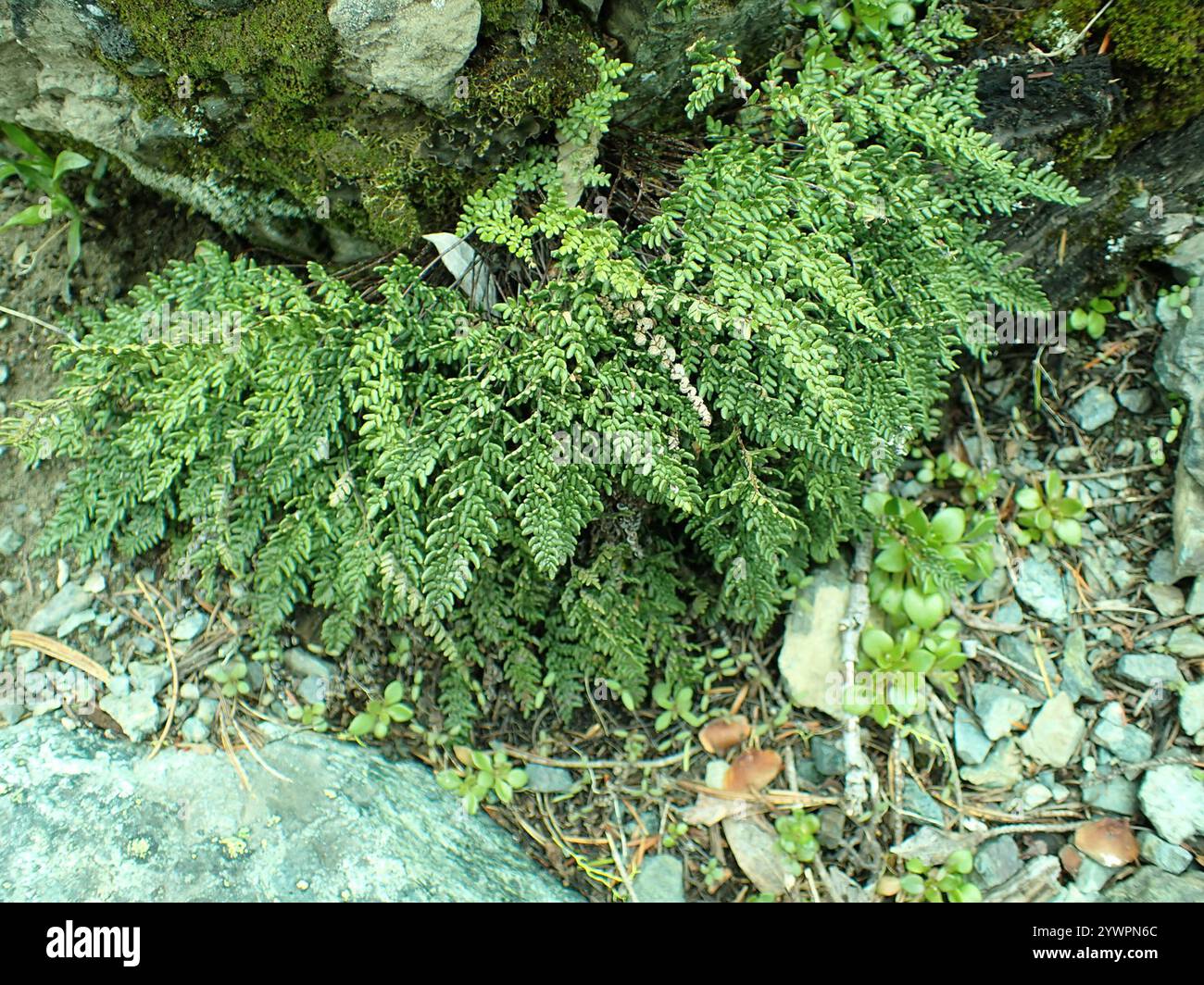 lace lip fern (Myriopteris gracillima Stock Photo - Alamy