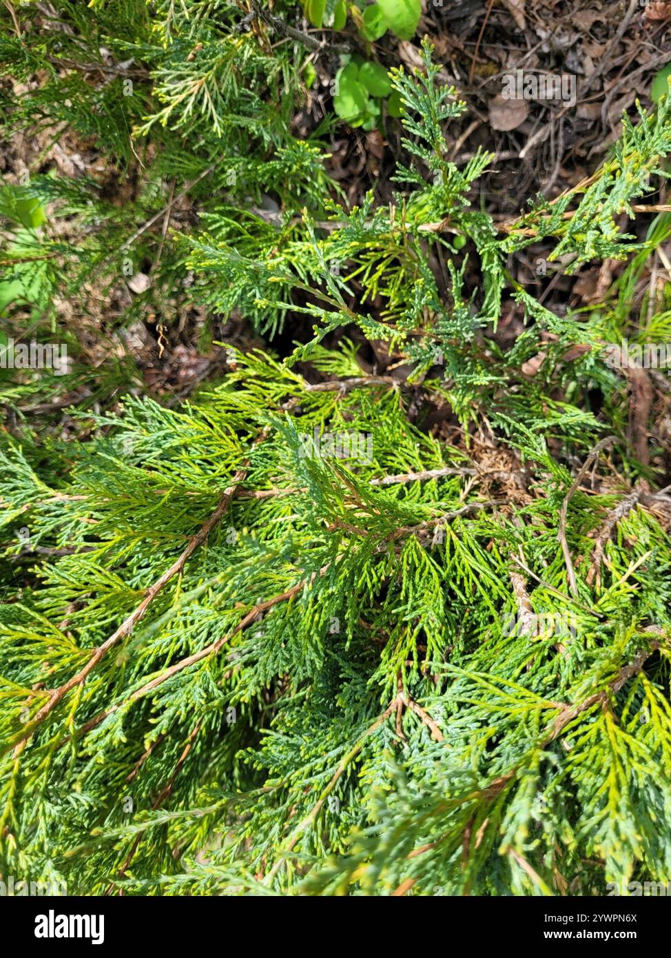 Rocky Mountain Juniper (Juniperus scopulorum Stock Photo - Alamy