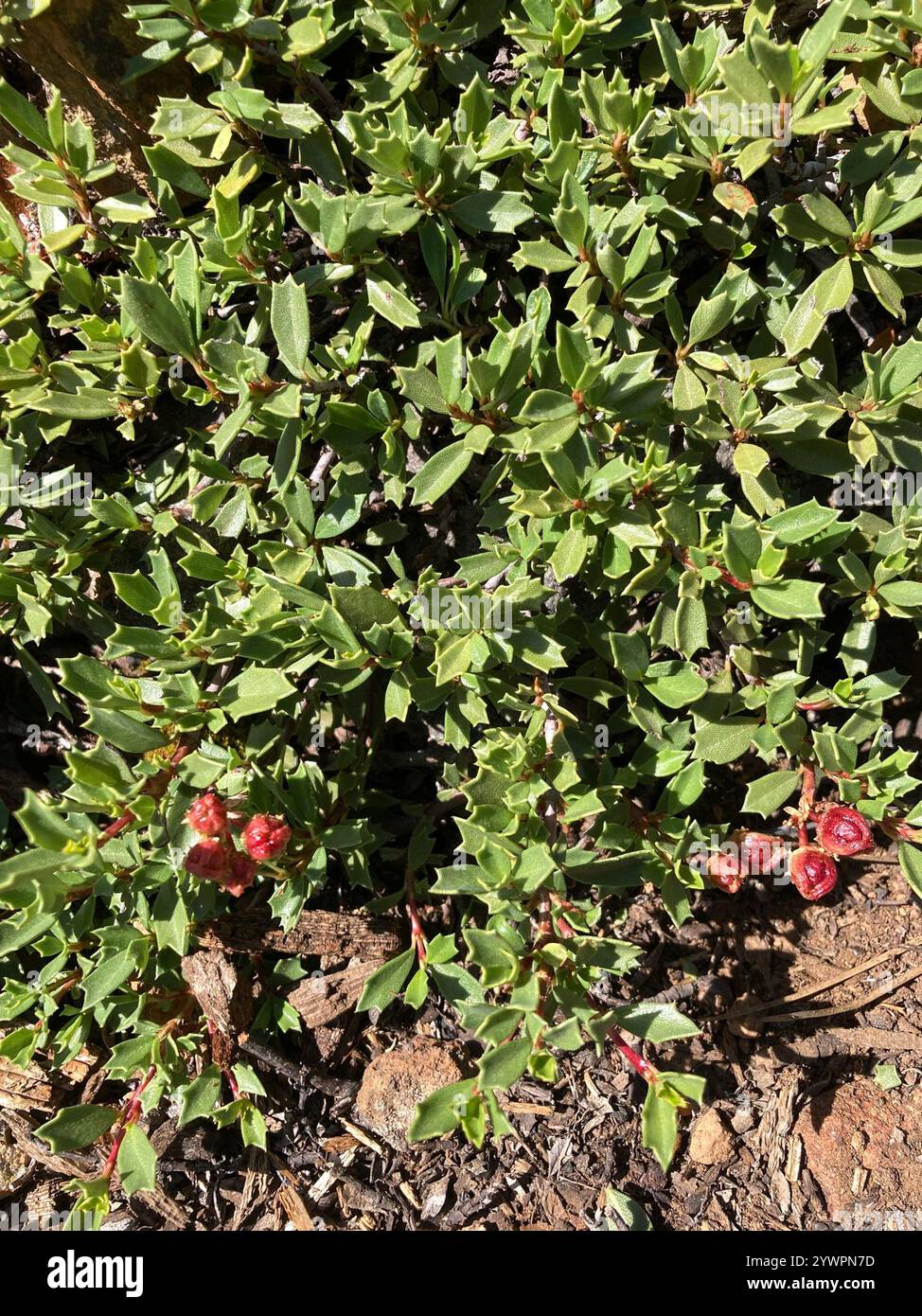 Mahala mat (Ceanothus prostratus Stock Photo - Alamy