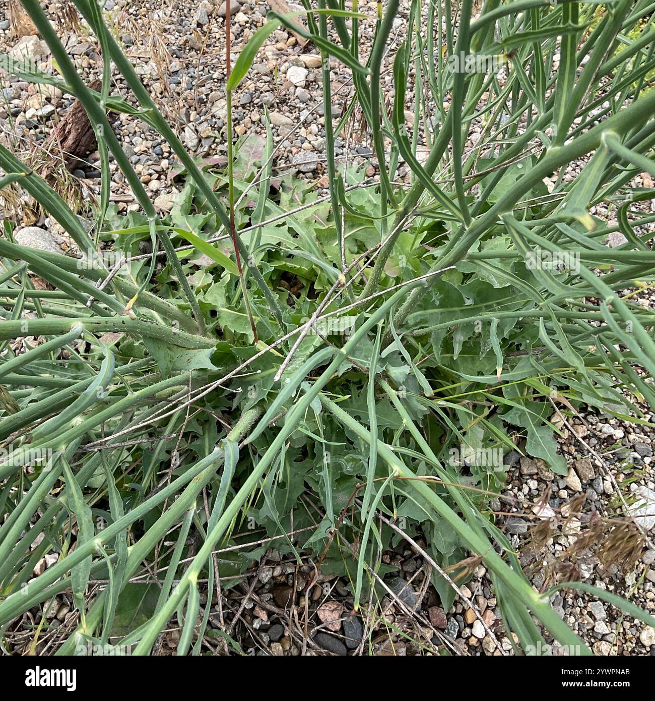 Rush Skeletonweed (Chondrilla juncea Stock Photo - Alamy