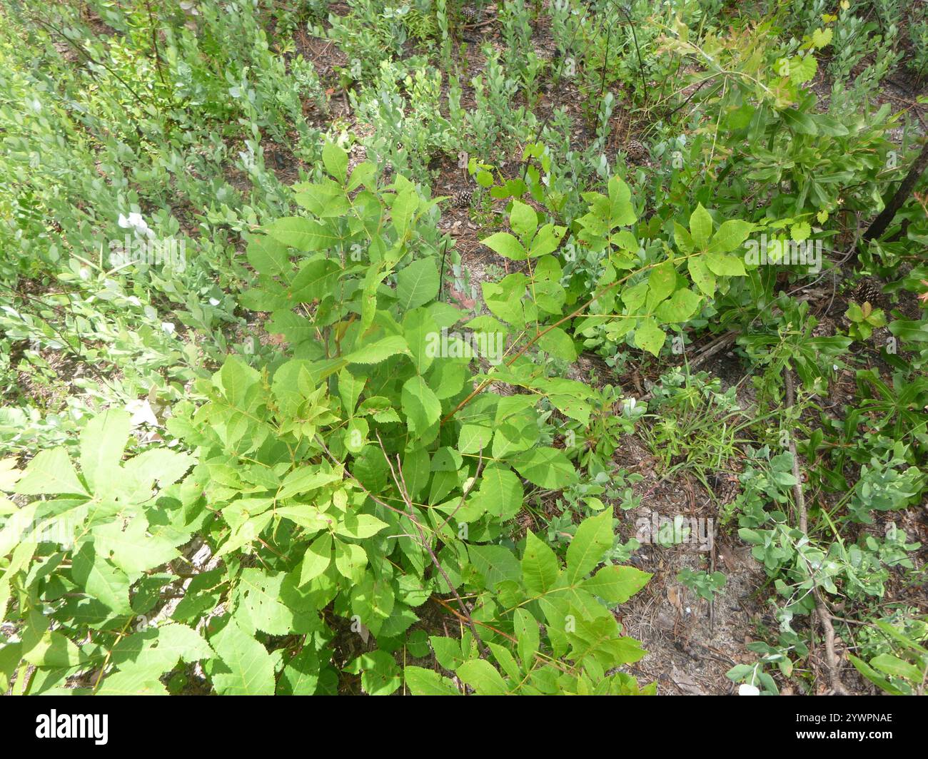 sand hickory (Carya pallida Stock Photo - Alamy