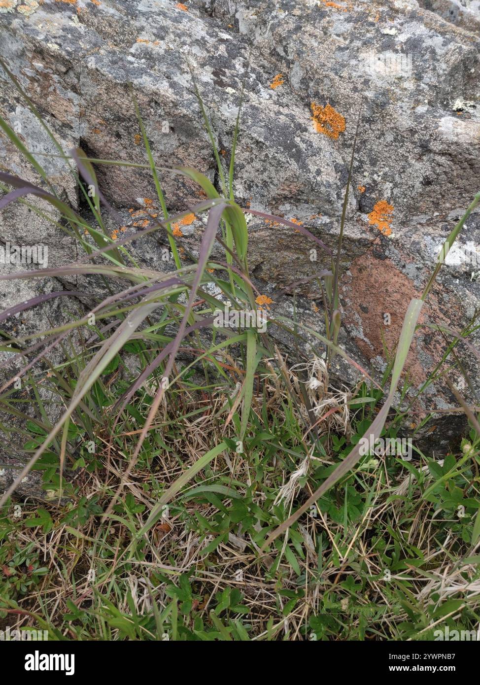canadian bluejoint (Calamagrostis canadensis Stock Photo - Alamy