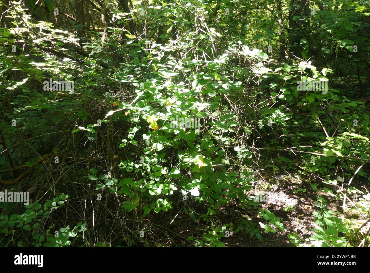 orange honeysuckle (Lonicera ciliosa Stock Photo - Alamy