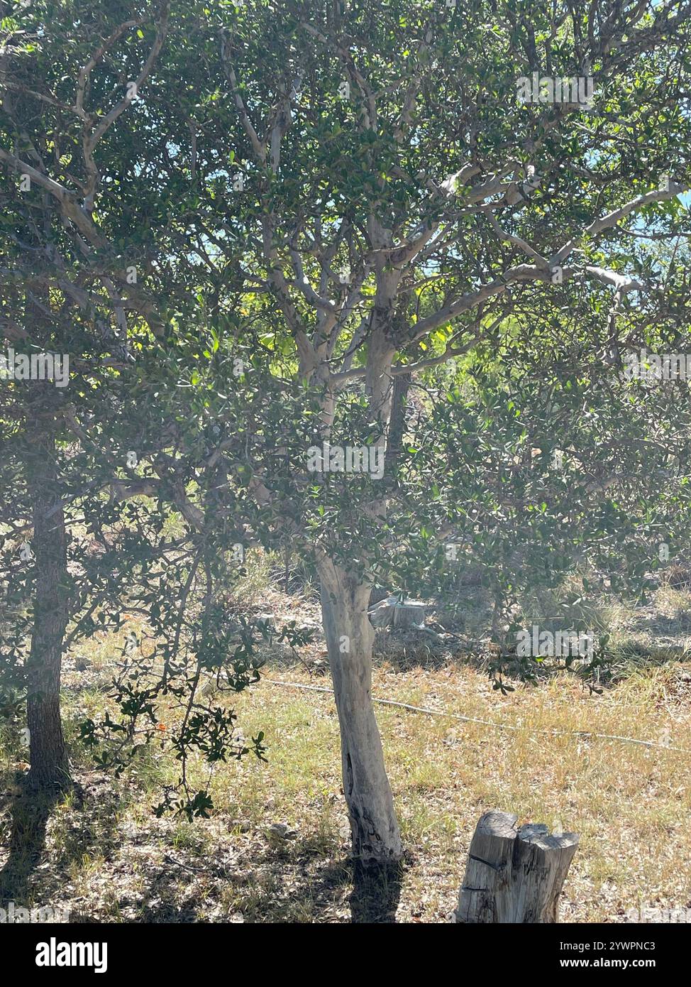 Texas Persimmon (Diospyros texana Stock Photo - Alamy