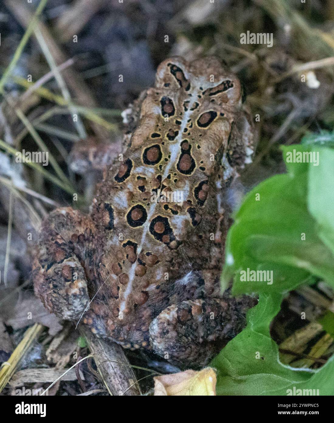 American Toad (Anaxyrus americanus Stock Photo - Alamy