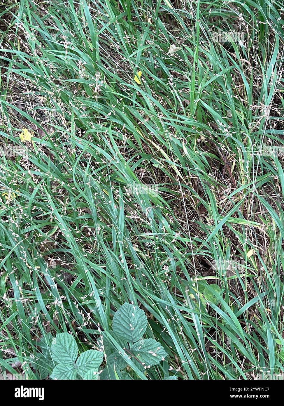 Wood melick, melica uniflora hi-res stock photography and images - Alamy