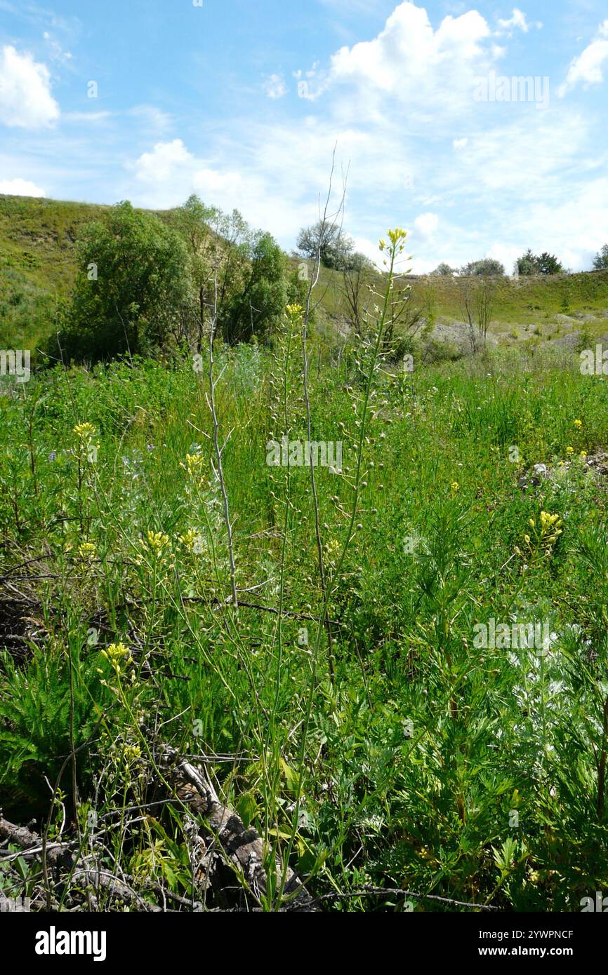 littlepod false flax (Camelina microcarpa Stock Photo - Alamy