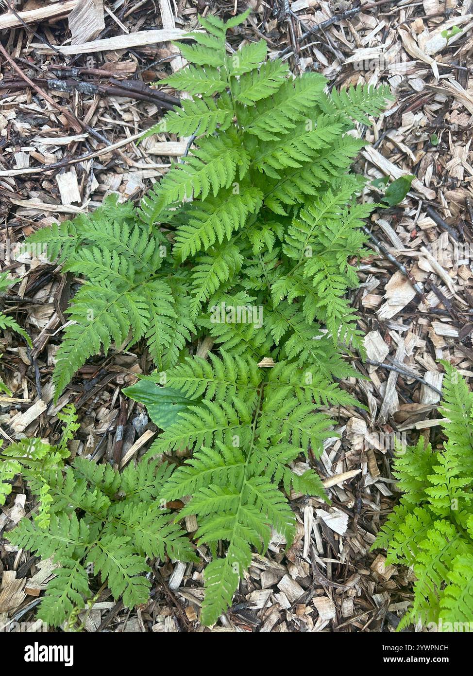 southern lady fern (Athyrium asplenioides Stock Photo - Alamy