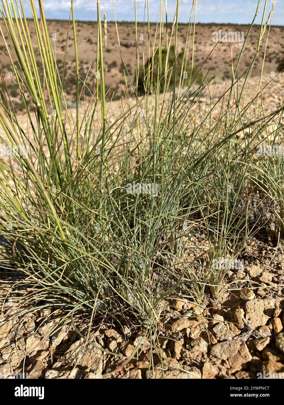 Psathyrostachys juncea hi-res stock photography and images - Alamy