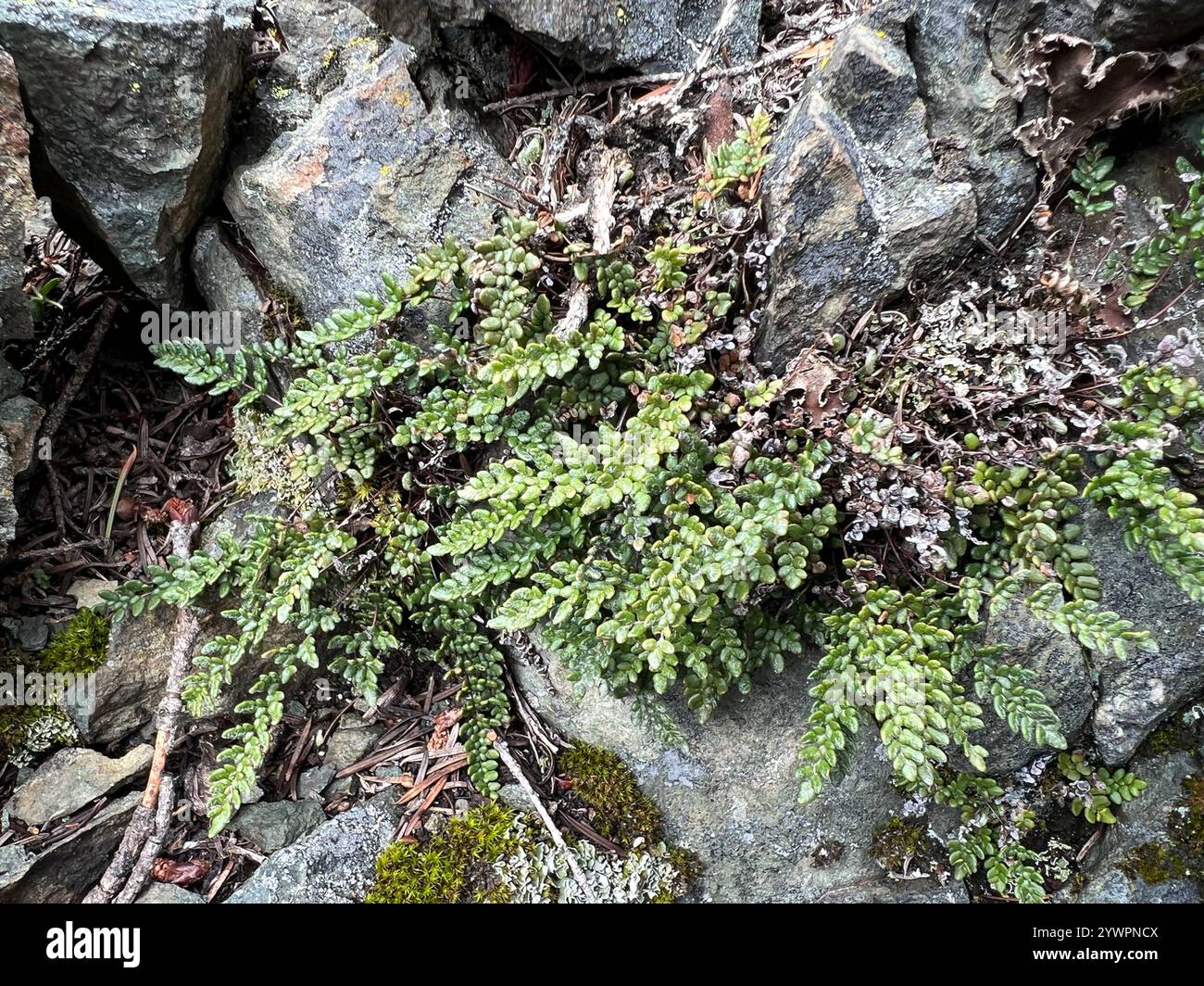 lace lip fern (Myriopteris gracillima Stock Photo - Alamy