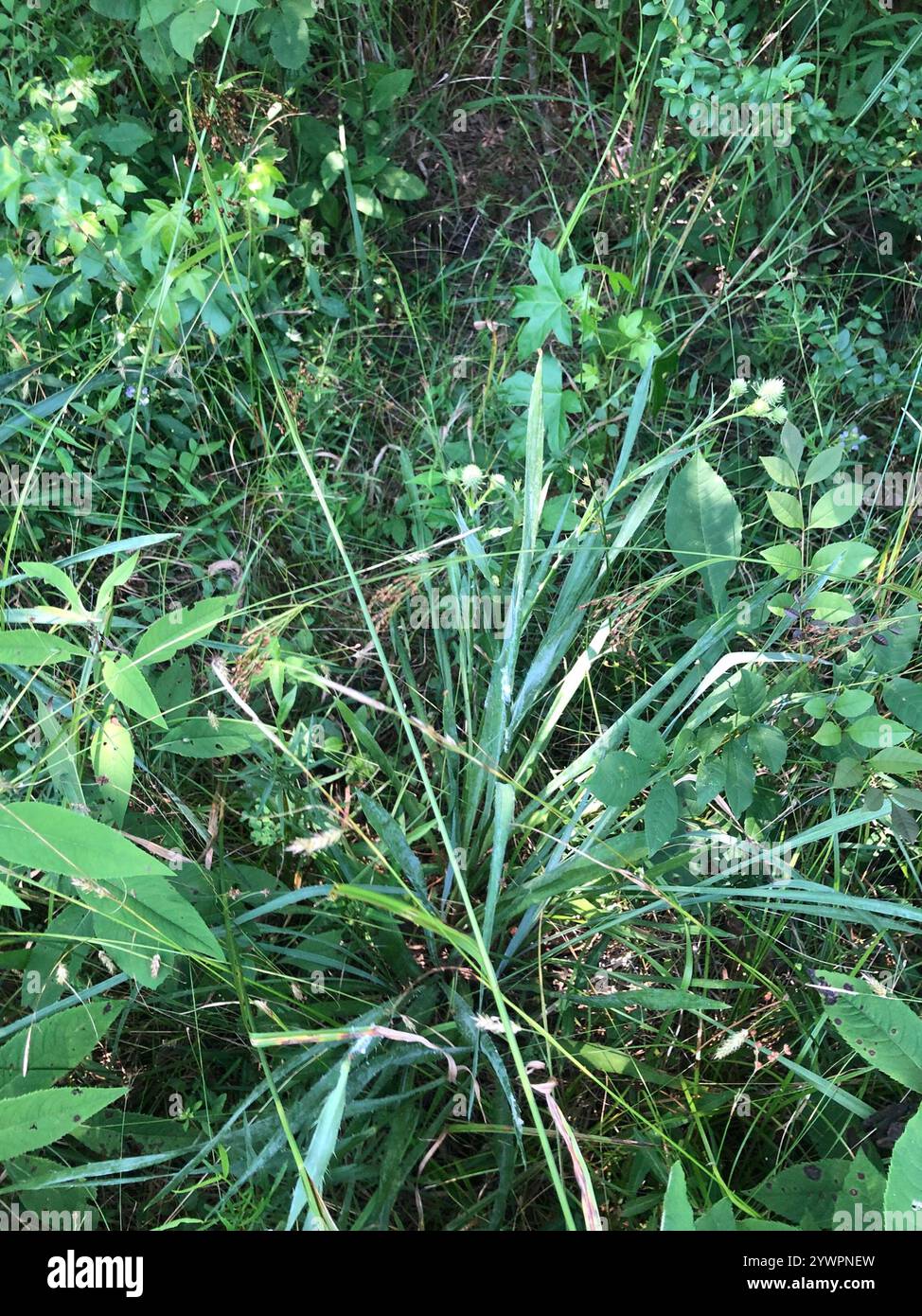 northern rattlesnake master (Eryngium yuccifolium yuccifolium Stock ...