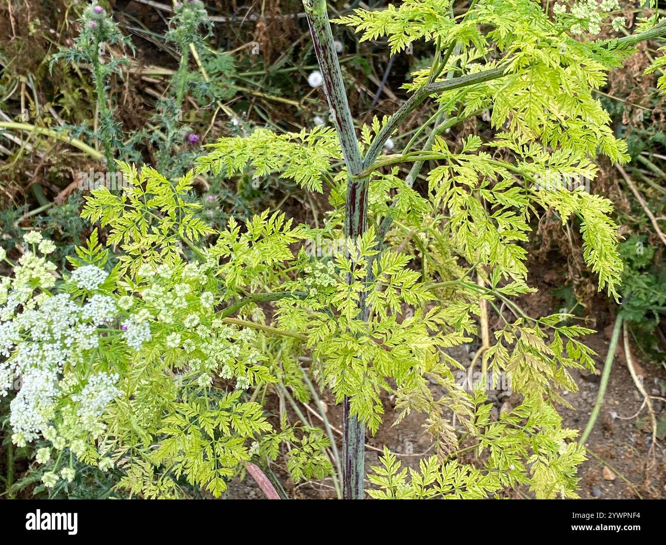 poison hemlock (Conium maculatum Stock Photo - Alamy