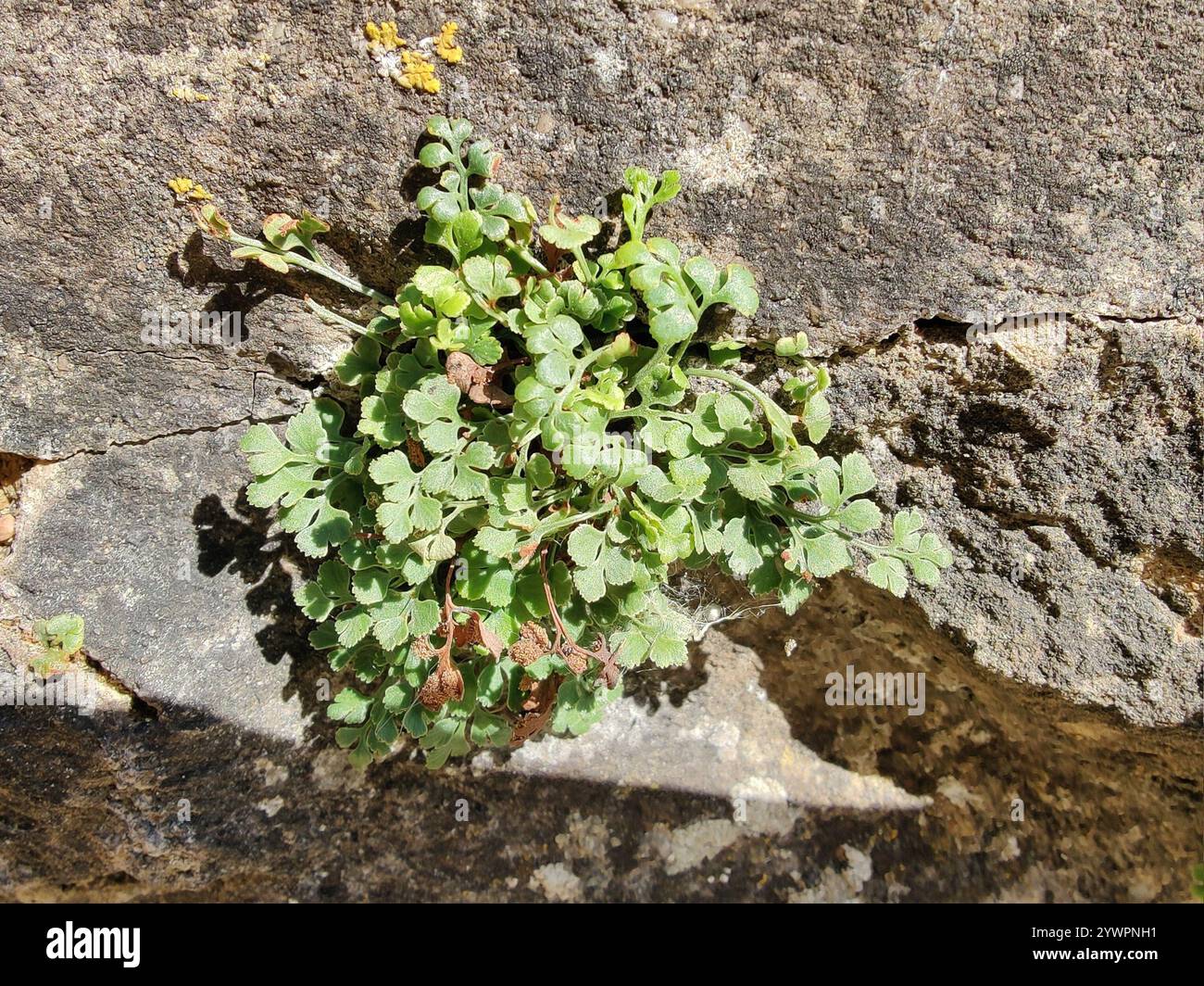 wall-rue (Asplenium ruta-muraria Stock Photo - Alamy