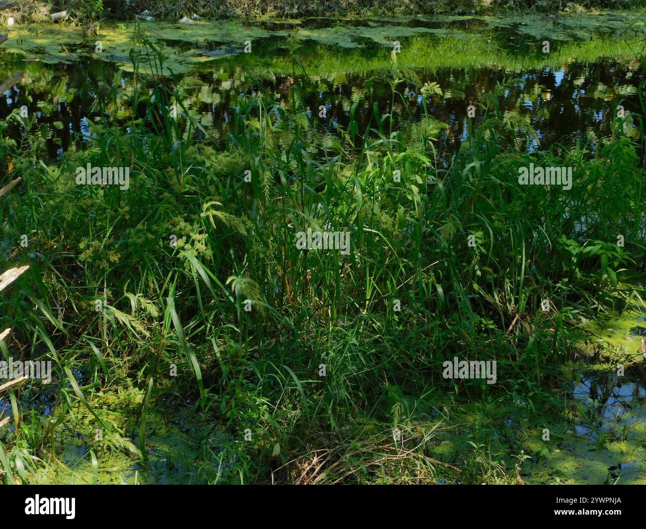 Barnyard Grasses (Echinochloa Stock Photo - Alamy