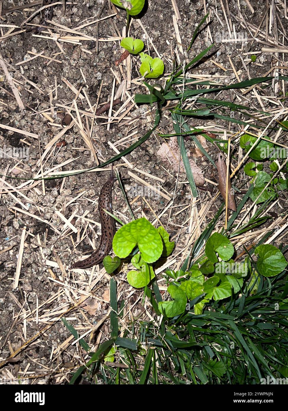 Leopard Slug (Limax maximus Stock Photo - Alamy