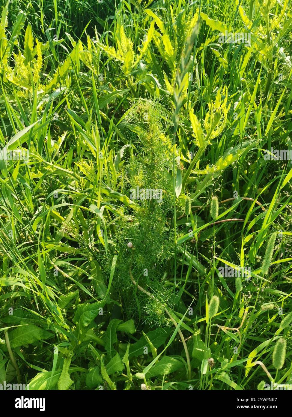 scentless mayweed (Tripleurospermum inodorum Stock Photo - Alamy