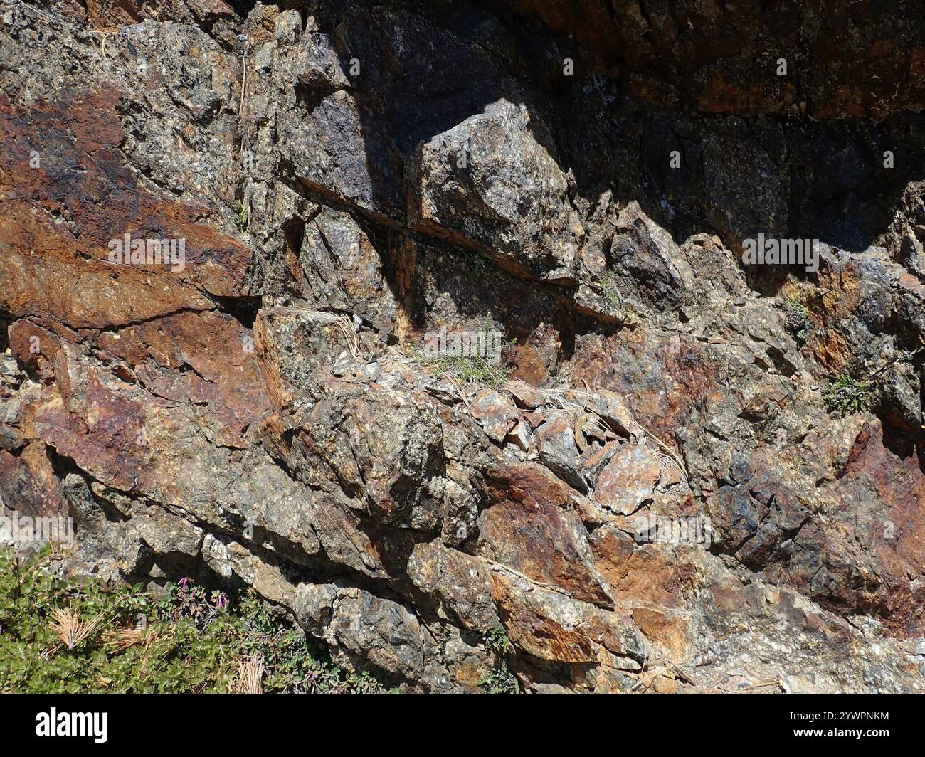 california rayless daisy (Erigeron reductus reductus Stock Photo - Alamy
