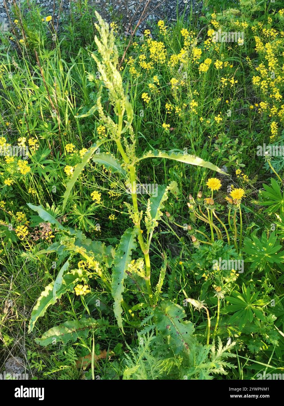 Ramularia hi-res stock photography and images - Alamy