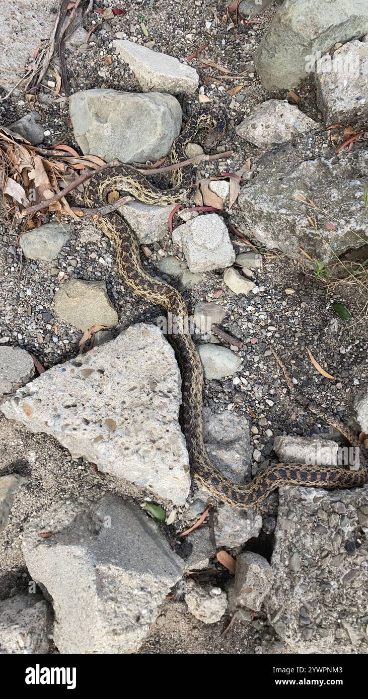 San Diego Gopher Snake (Pituophis catenifer annectens Stock Photo - Alamy