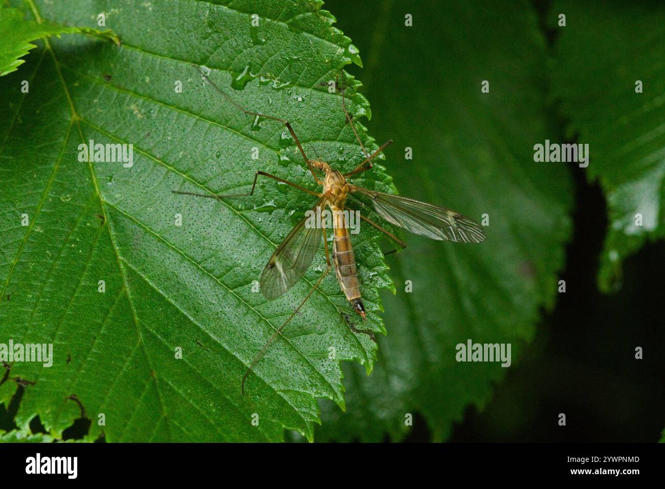 Typical Crane Flies (Tipuloidea Stock Photo - Alamy