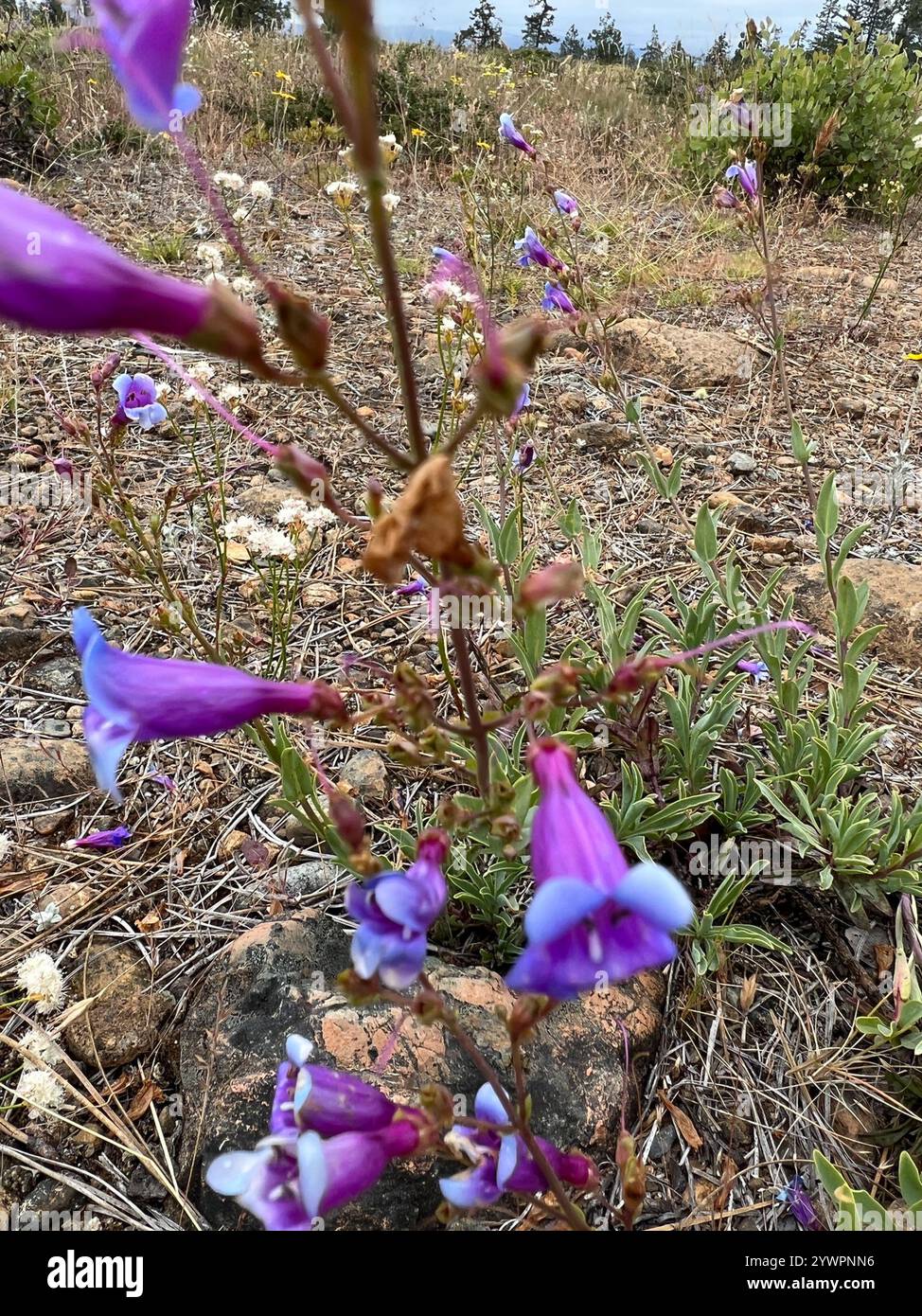 Azure Penstemon (Penstemon azureus Stock Photo - Alamy