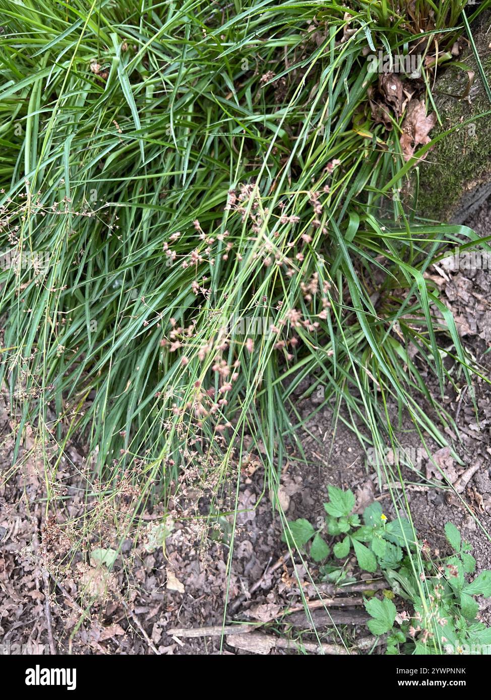 Great Woodrush (Luzula sylvatica Stock Photo - Alamy