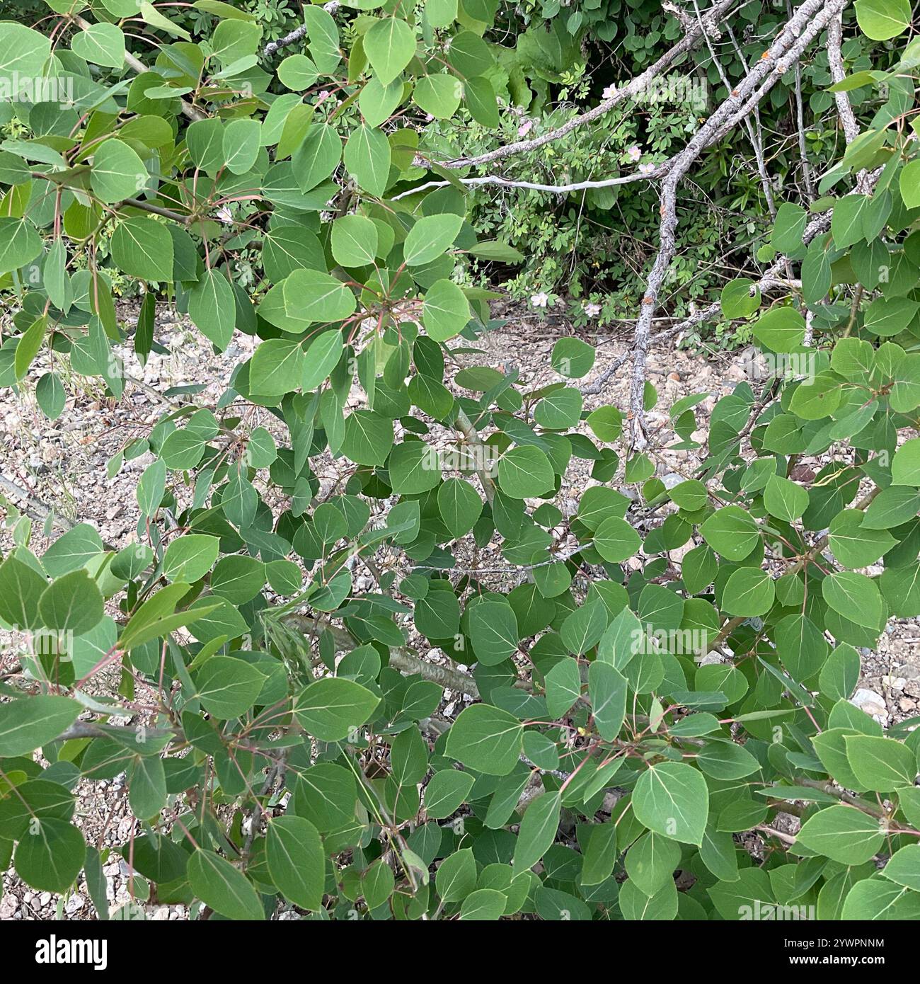 trembling aspen (Populus tremuloides Stock Photo - Alamy