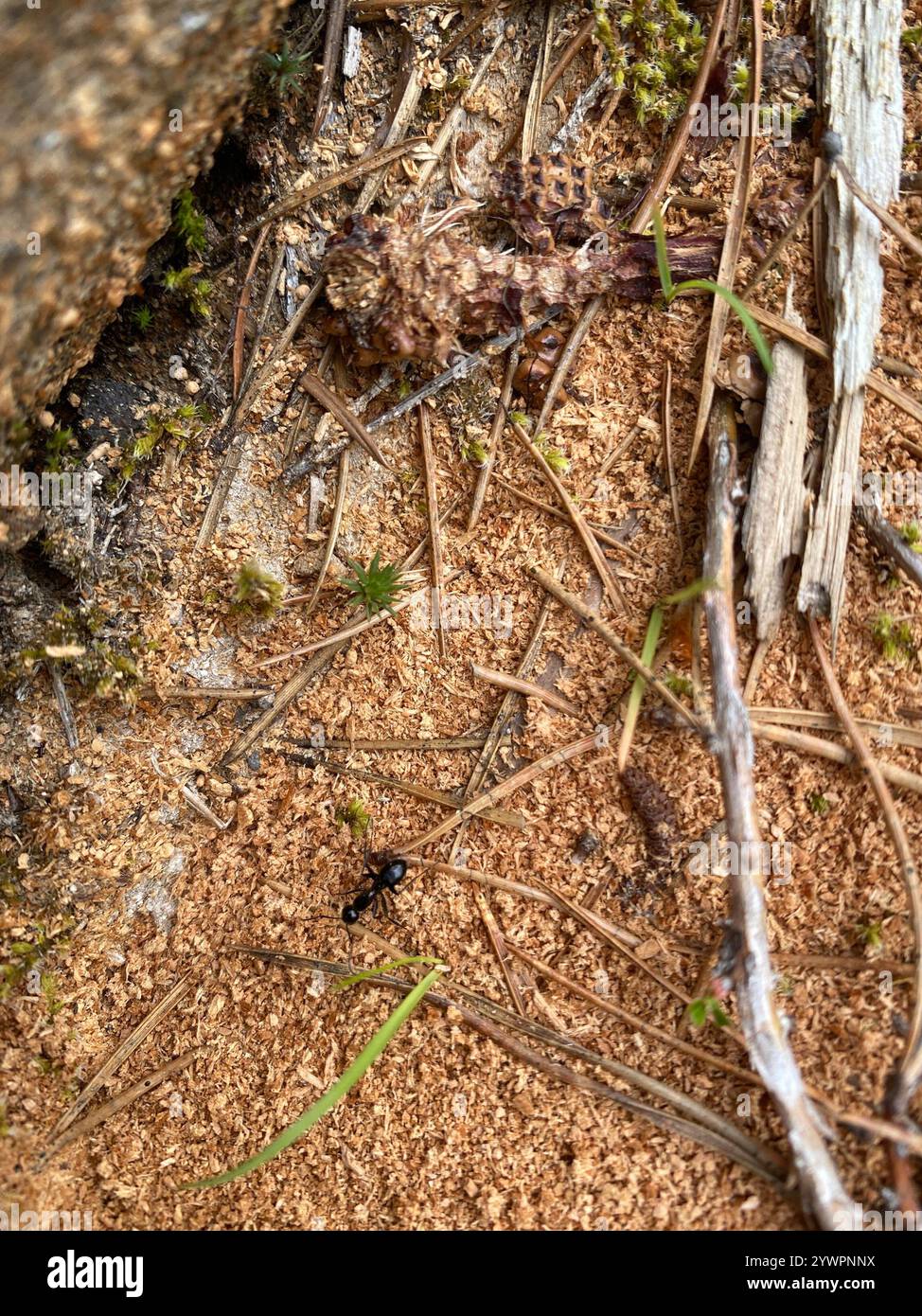 Hairy Smooth Carpenter Ant (Camponotus laevissimus Stock Photo - Alamy