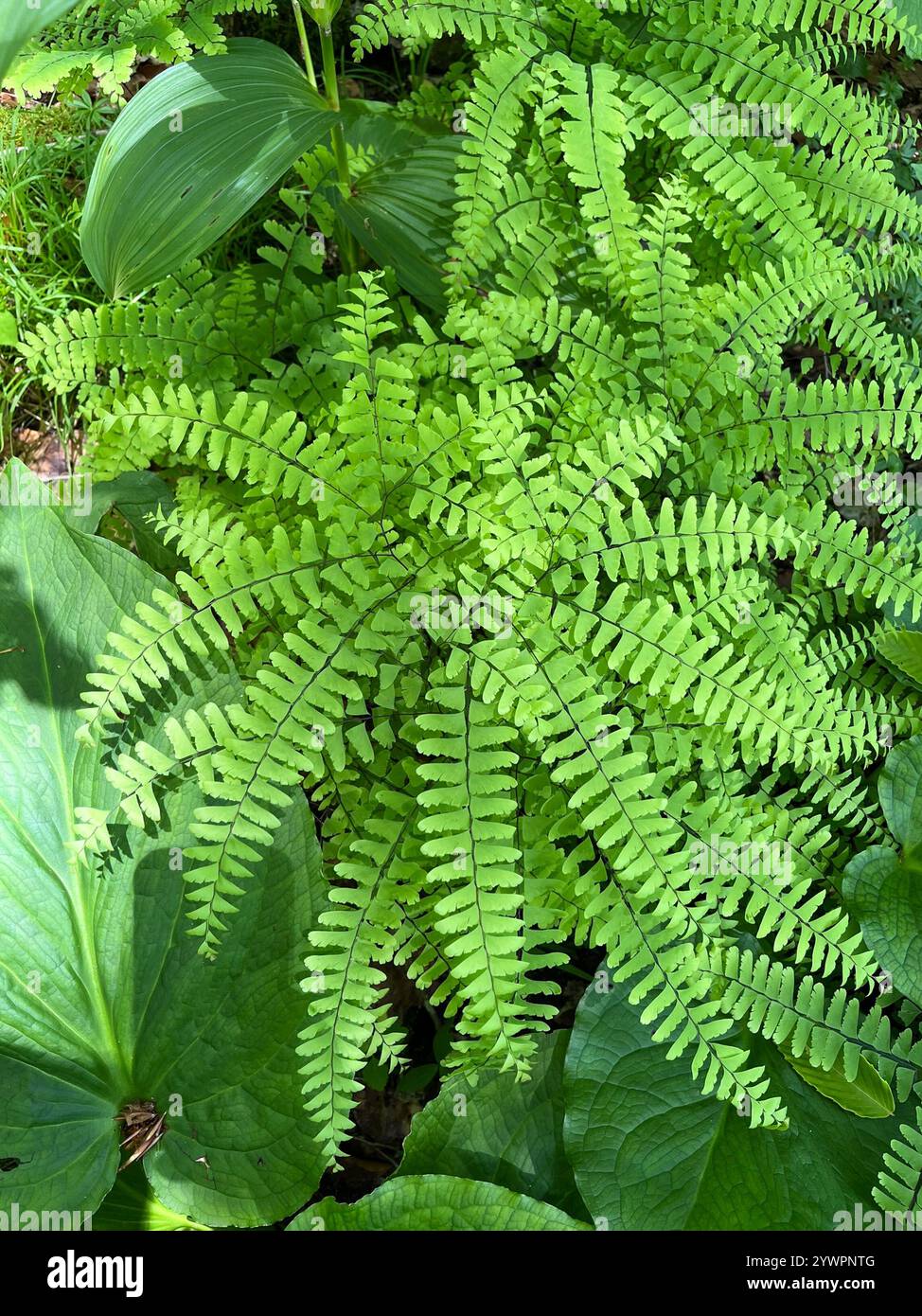 northern maidenhair fern (Adiantum pedatum Stock Photo - Alamy