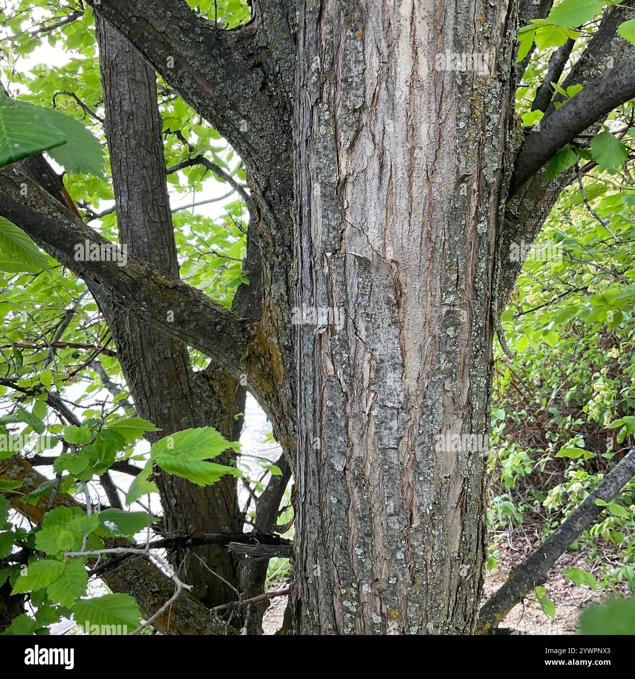 American elm (Ulmus americana Stock Photo - Alamy