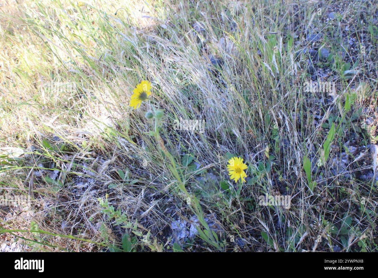 Common Madia (Madia elegans Stock Photo - Alamy