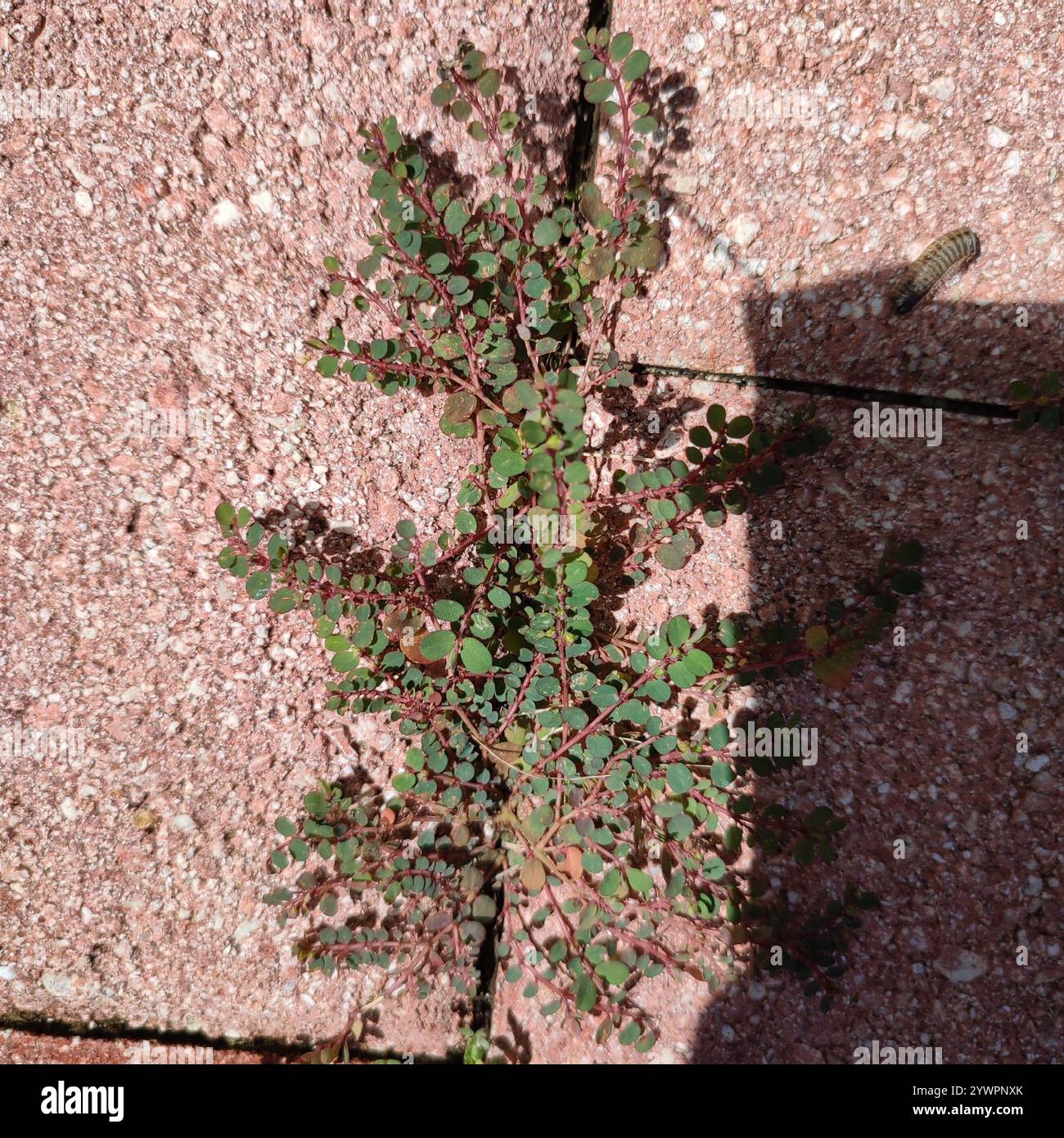 prostrate sandmat (Euphorbia prostrata Stock Photo - Alamy