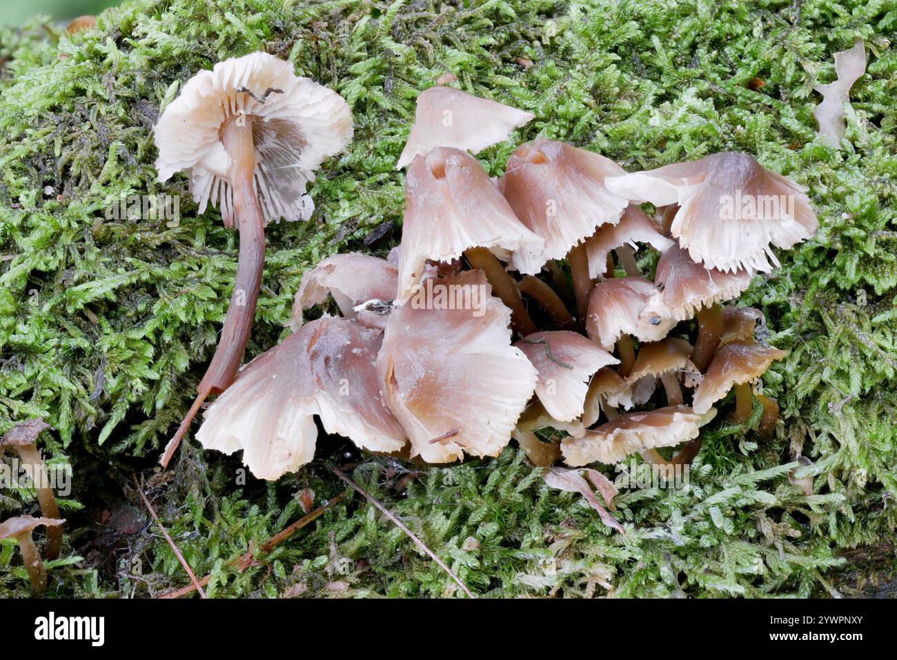 clustered bonnet (Mycena inclinata Stock Photo - Alamy