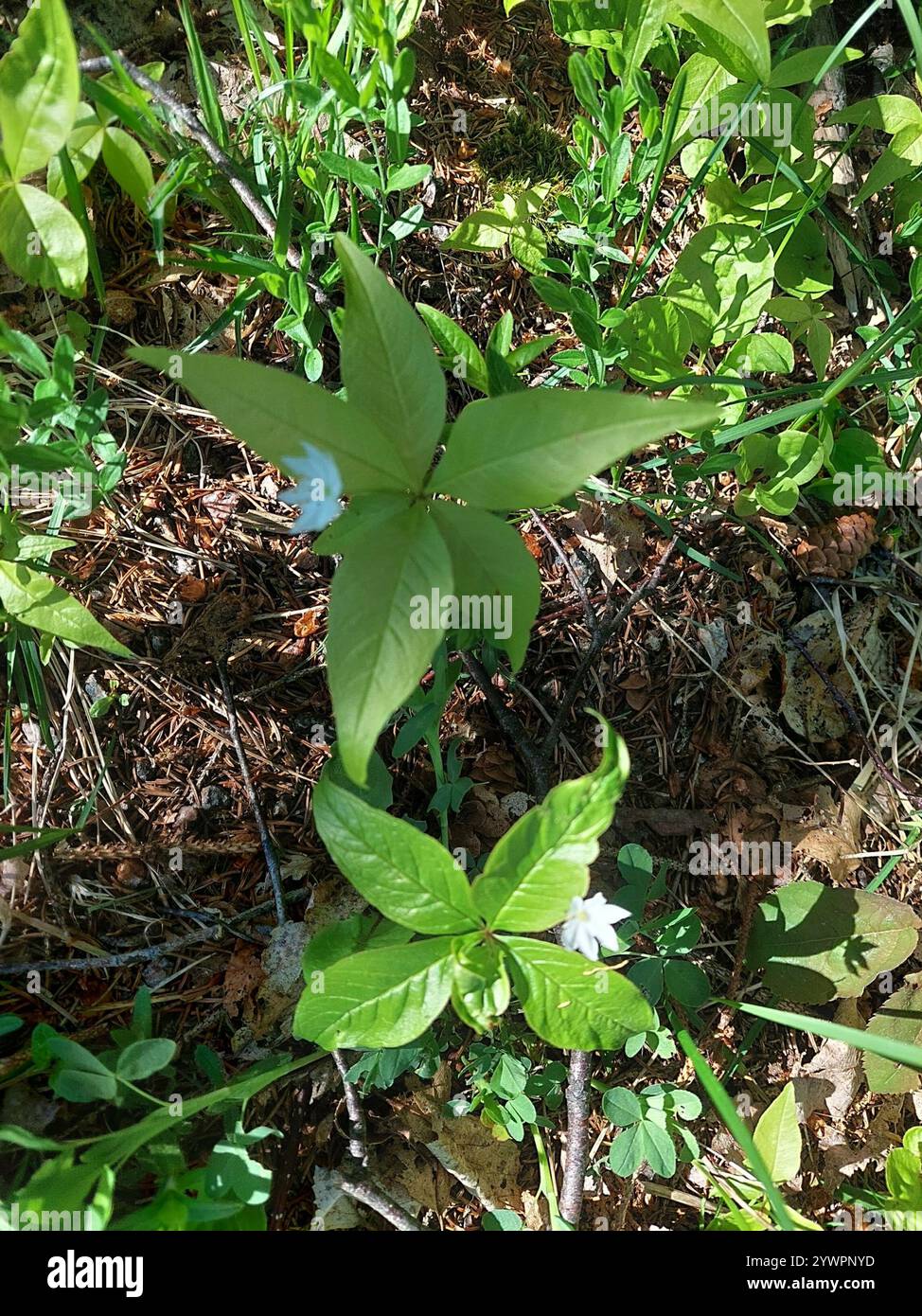 northern starflower (Lysimachia borealis Stock Photo - Alamy