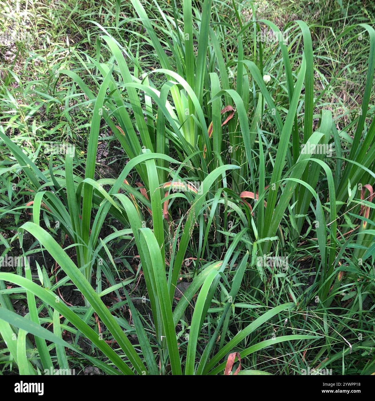 (Iris virginica virginica Stock Photo - Alamy