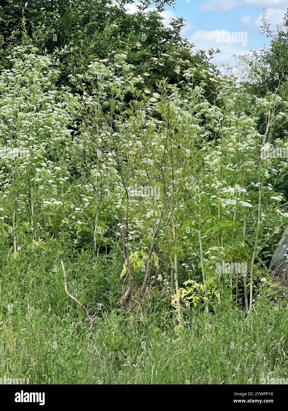 poison hemlock (Conium maculatum Stock Photo - Alamy