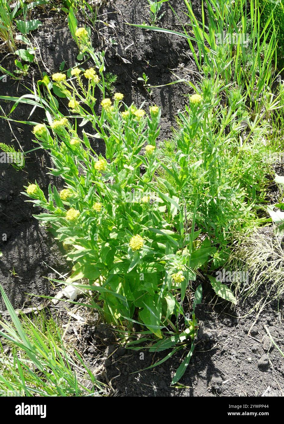 littlepod false flax (Camelina microcarpa Stock Photo - Alamy