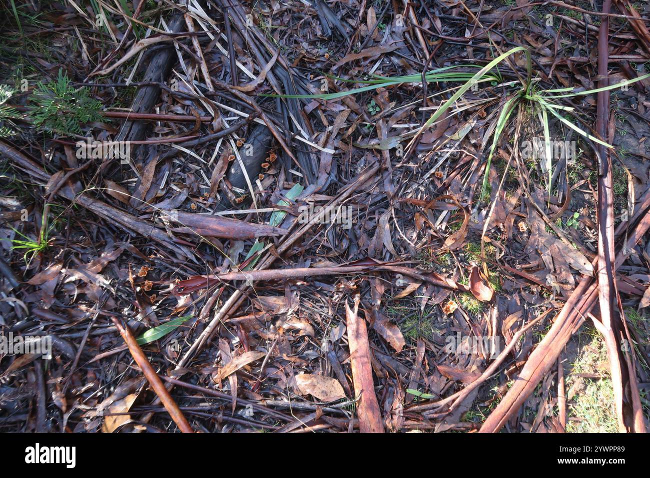 Wine Glass Fungus (Podoscypha petalodes Stock Photo - Alamy