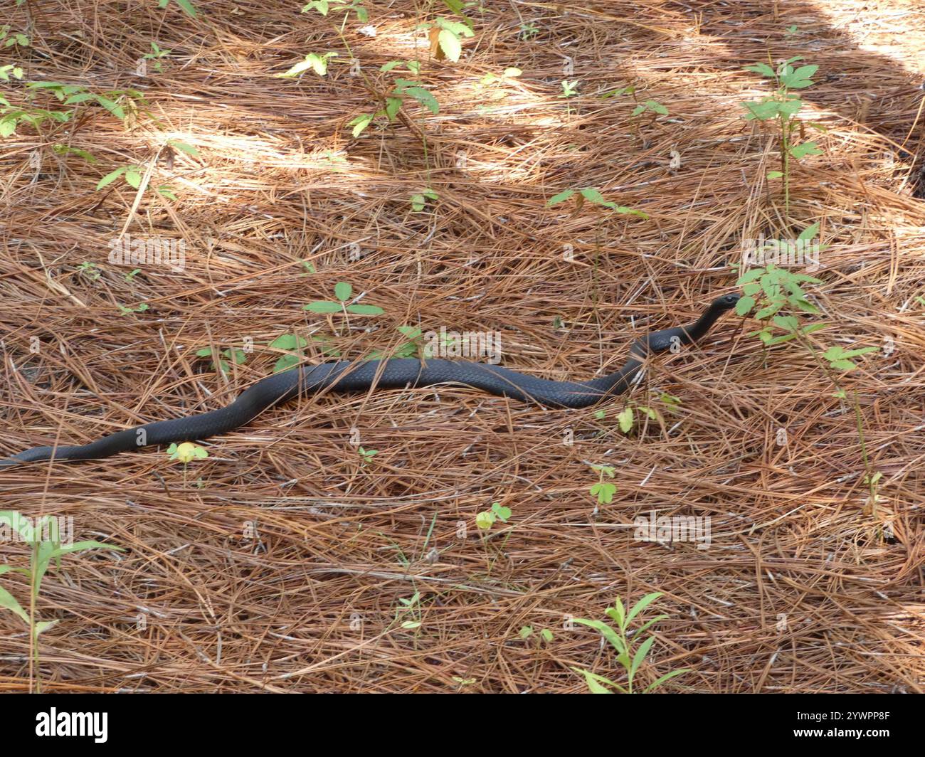 North American Racer (Coluber constrictor Stock Photo - Alamy