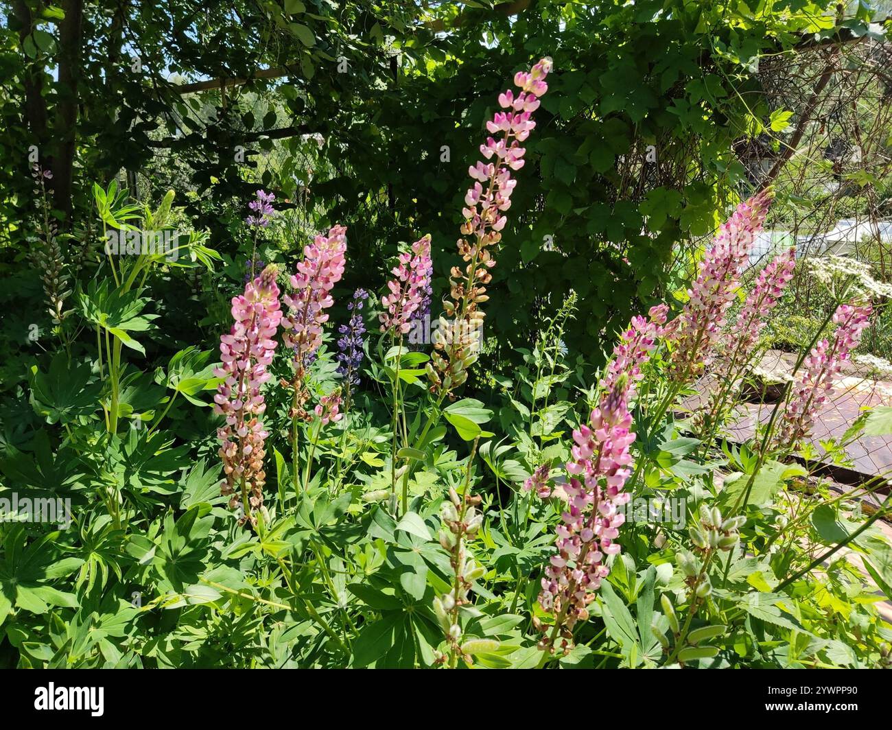 Large-leaved lupine (Lupinus polyphyllus Stock Photo - Alamy