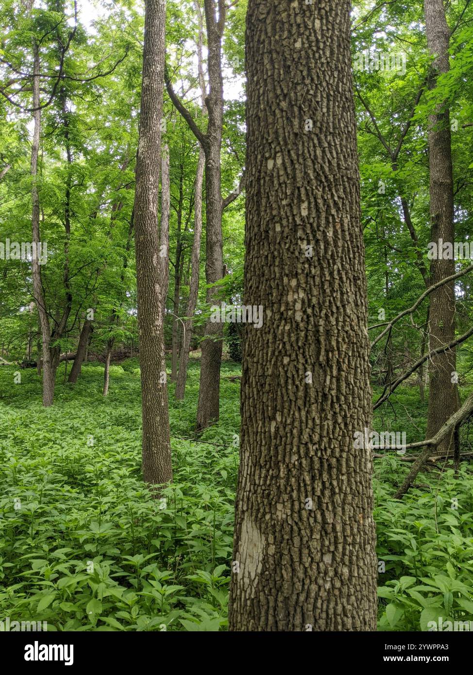 Emerald Ash Borer (Agrilus planipennis Stock Photo - Alamy