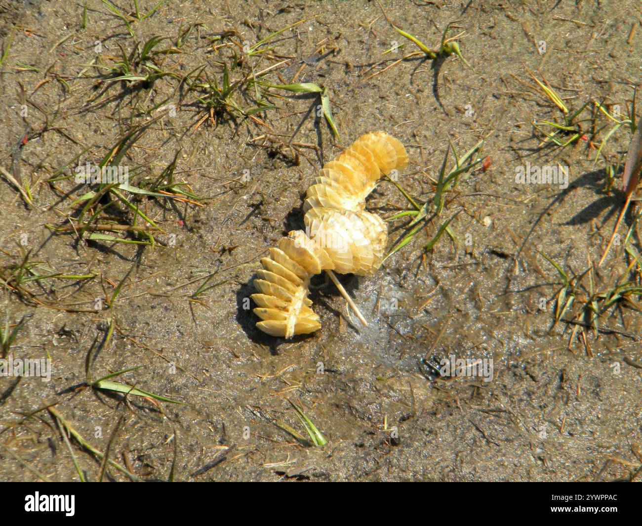 Channeled Whelk (Busycotypus canaliculatus Stock Photo - Alamy