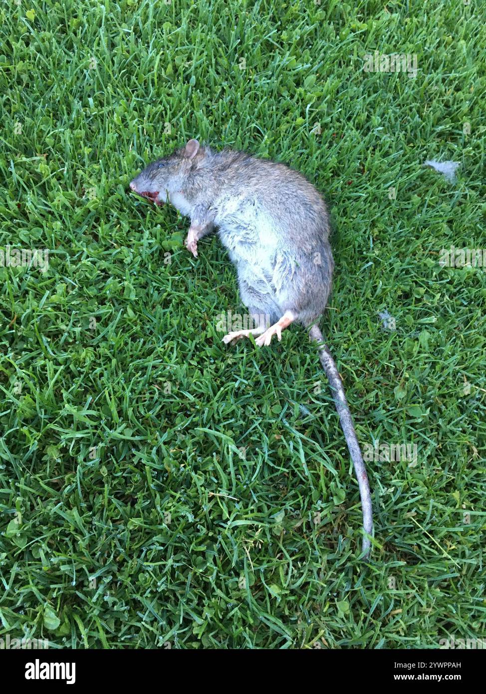 Brown Rat (Rattus norvegicus Stock Photo - Alamy