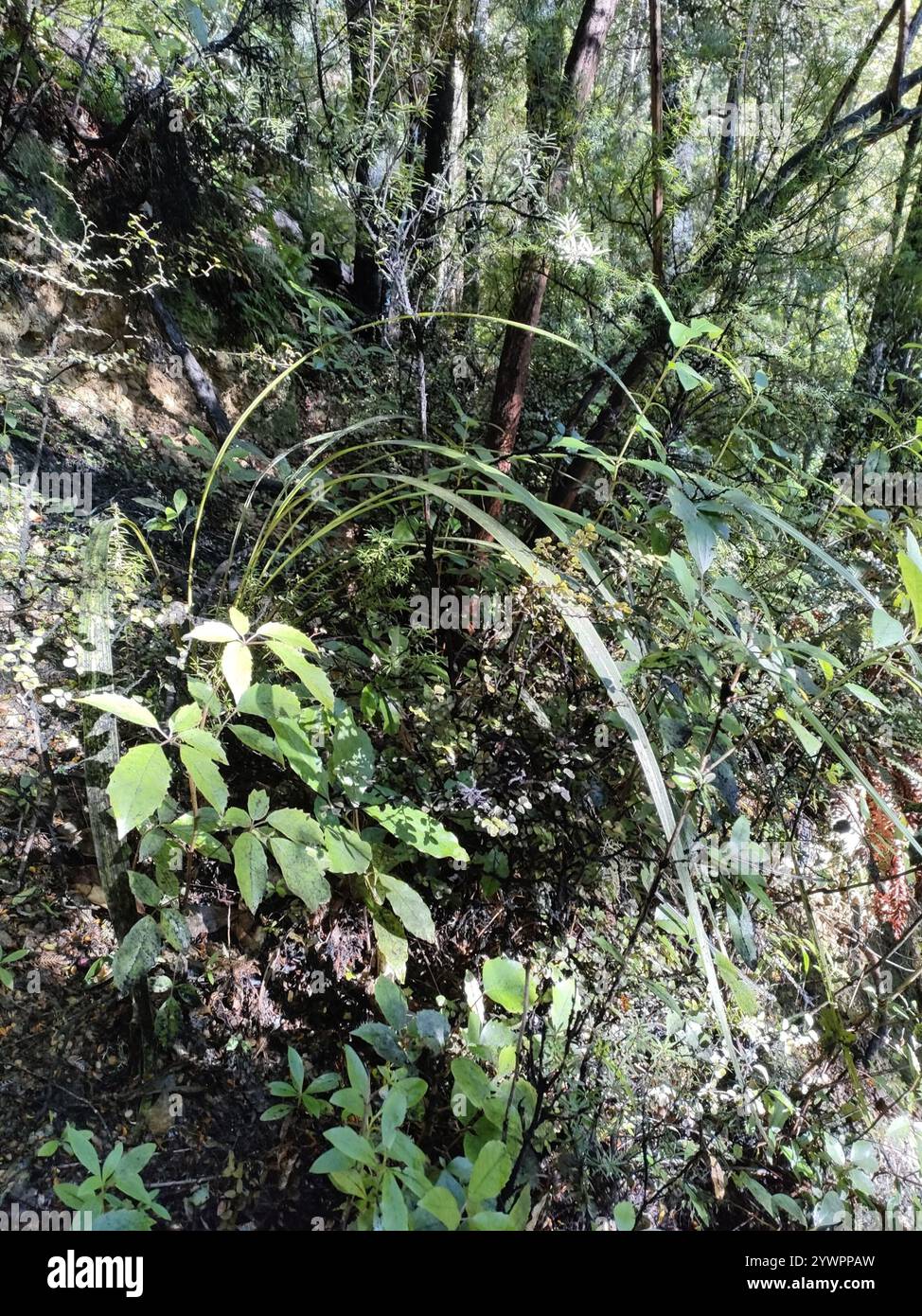 Forest Cabbage Tree (Cordyline banksii Stock Photo - Alamy