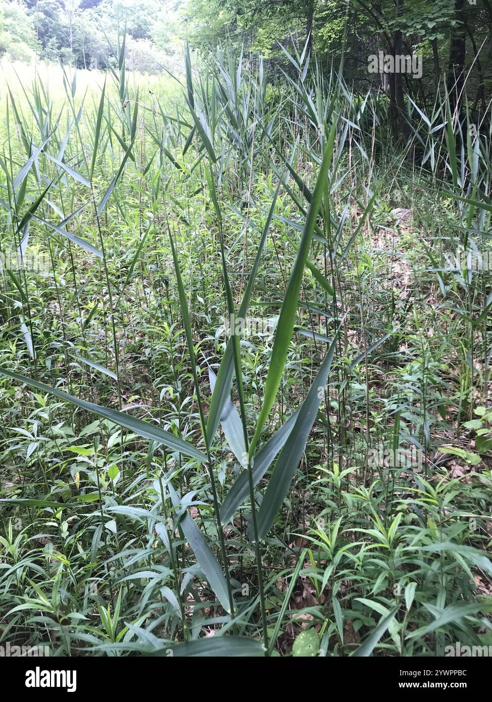 European reed (Phragmites australis australis Stock Photo - Alamy