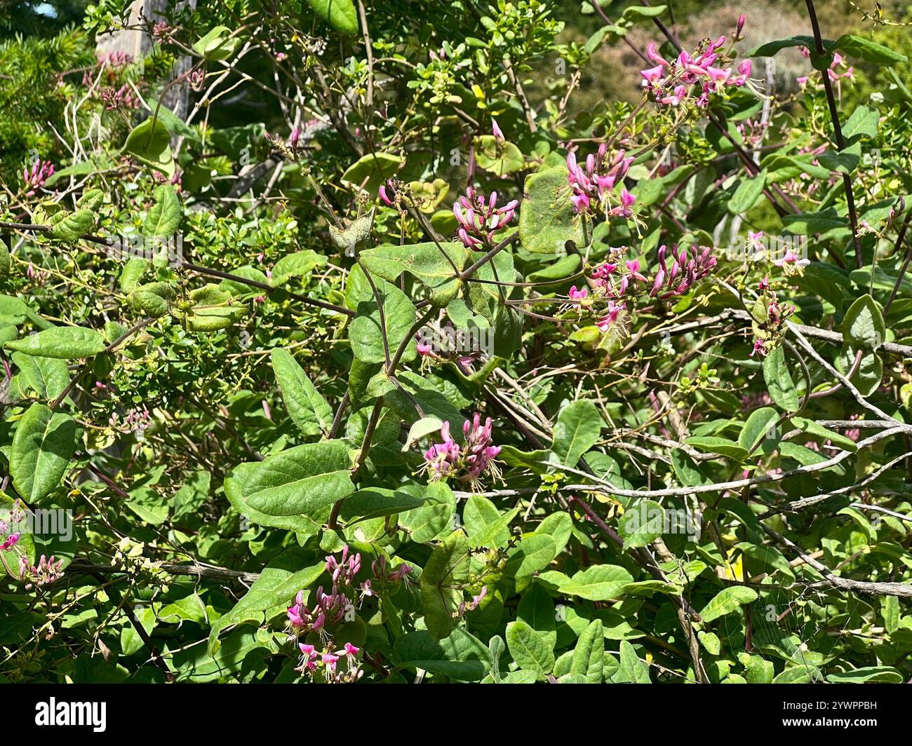 Pink Honeysuckle (Lonicera hispidula Stock Photo - Alamy