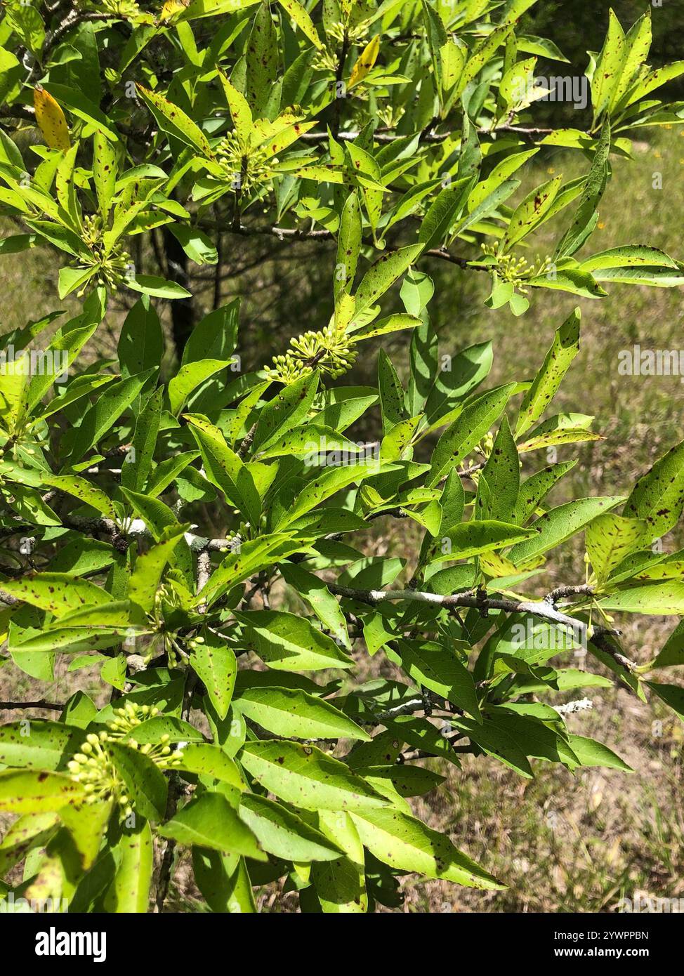 Buckthorn Bully (Sideroxylon lycioides Stock Photo - Alamy